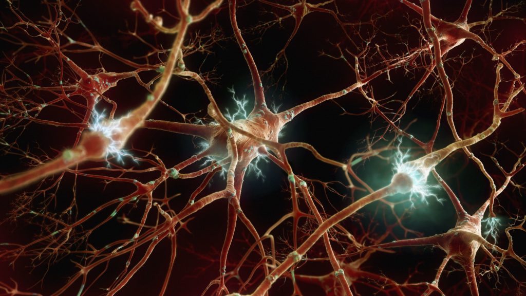 LES 3 BRANCHES DU SYSTEME NERVEUX AUTONOME EN IMAGE - Sympatico-Vagal